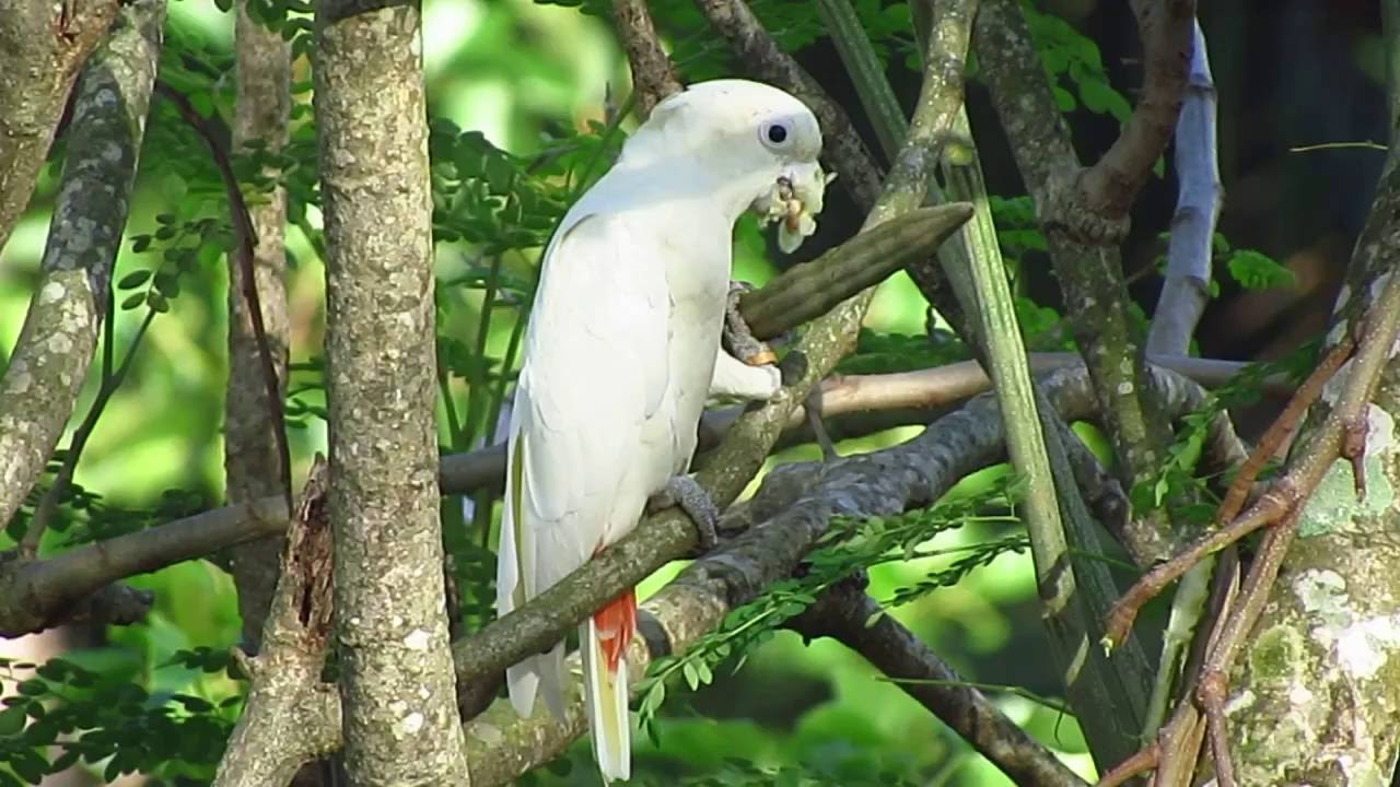 Philippine Cockatoo in Narra, Palawan, Philippines - YouTube
