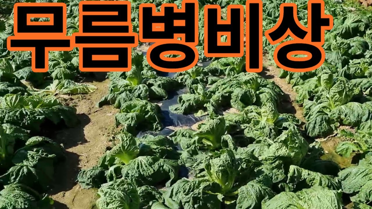 무름병비상 무름병이 너무 무섭게번지고있다 Youtube