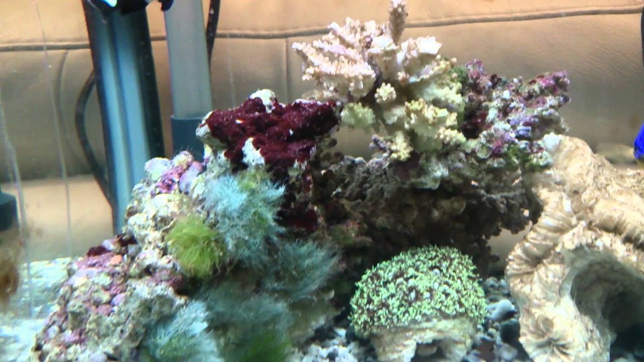 about an Aqua One Aquastart 340 reef aquarium - YouTube