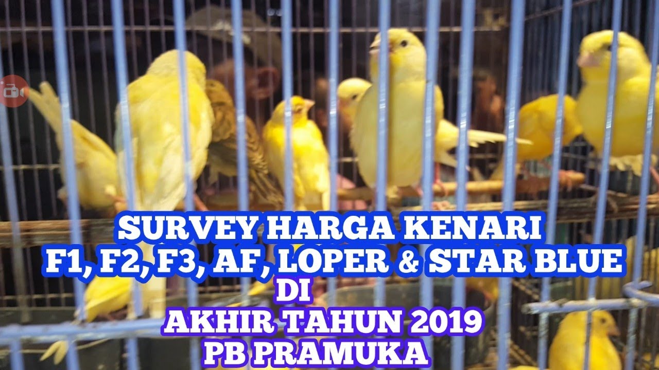 SURVEY HARGA KENARI F1, F2, F3, AF, LOPER & STAR BLUE DI AKHIR TAHUN ...