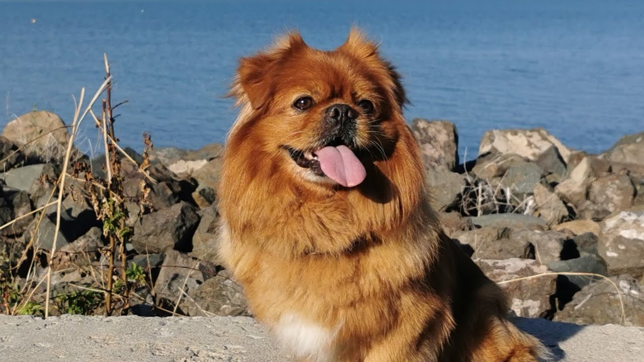 Our beloved dog - Tibetan Spaniel - When a little prince leaves the ...