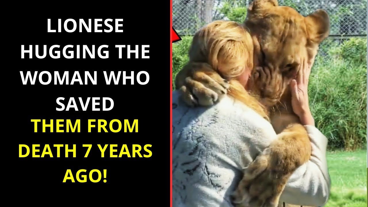 Lionesses hugging the woman who saved them from death 7 years ago ...