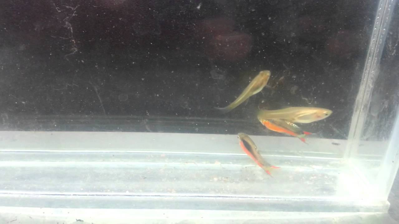Endler Guppy Hybrid "Santa Maria Bleeding Heart" - YouTube