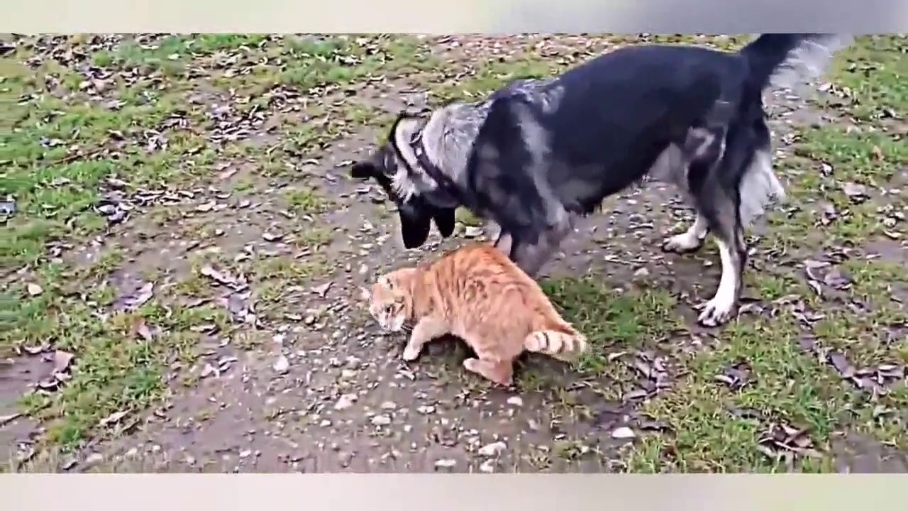 Lolcats Funny cats 2017 - YouTube