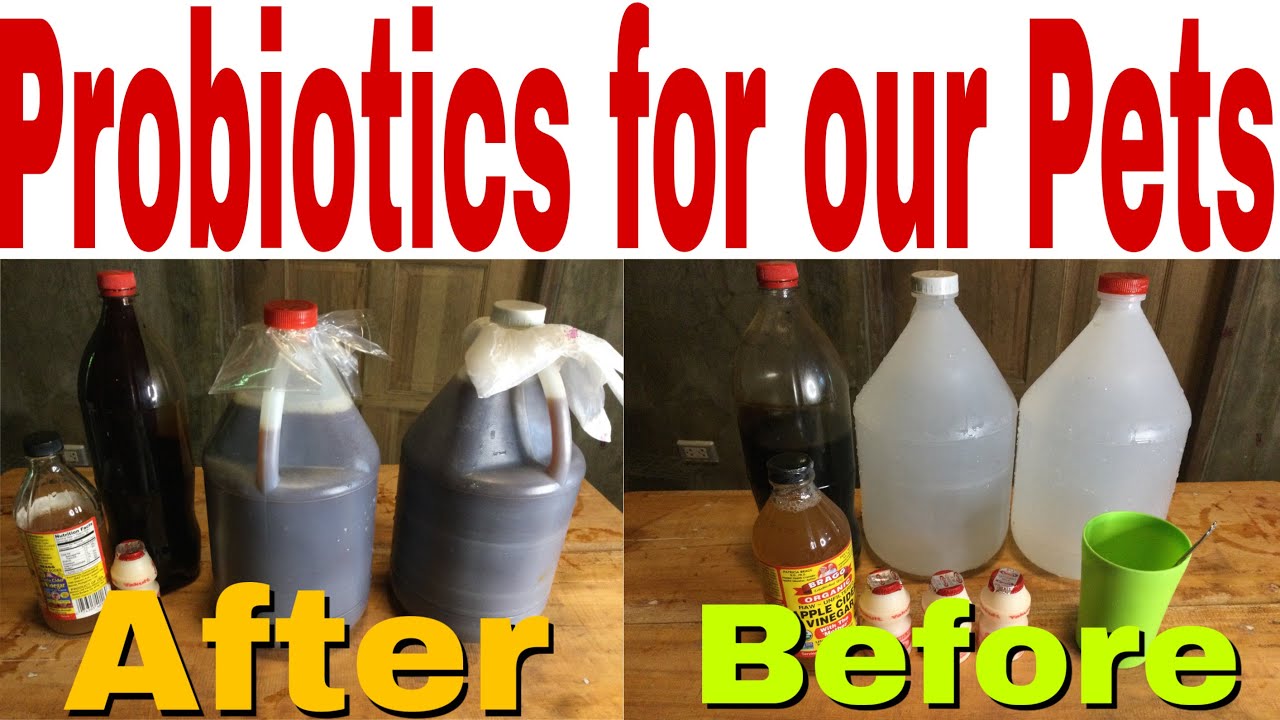How to make Probiotics for hamster and rabbit - YouTube