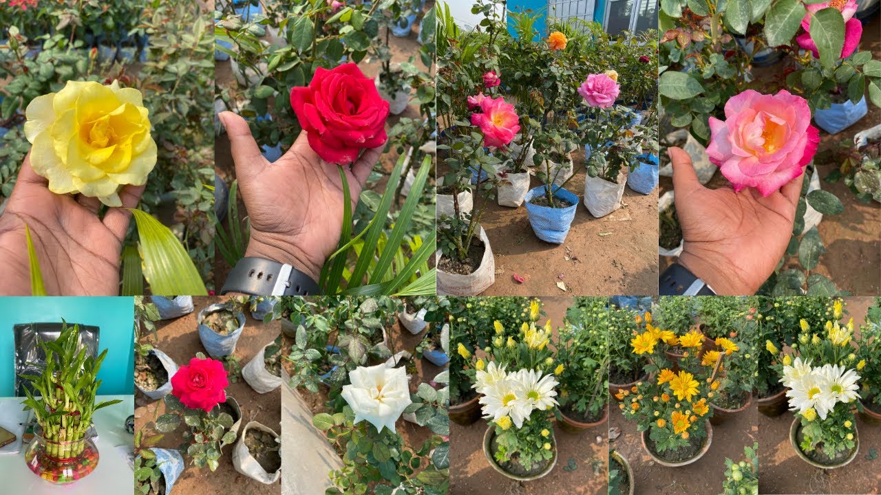 Most Beautiful Winter Season Flowers | BEST WINTER FLOWERING PLANTS ...