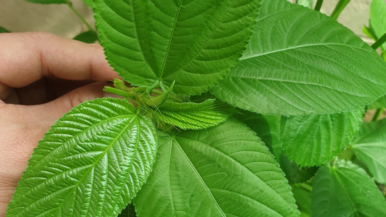 Saluyot sa Thailand 2019 - YouTube