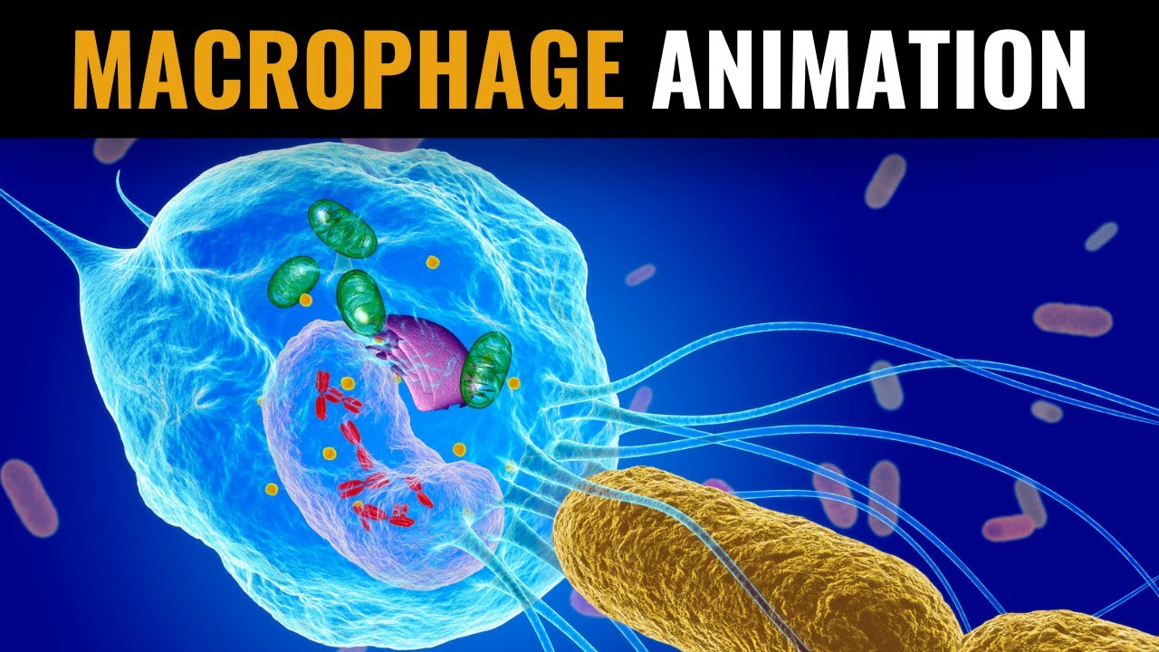 What Are Macrophages and How Do They Destroy Pathogens? | Videonium’s ...