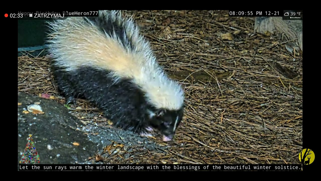 Skunks 😃 North Carolina 21.12.2021 - YouTube