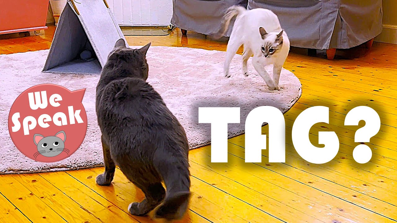 Our Kitten And Cat Play Together 😍 - YouTube