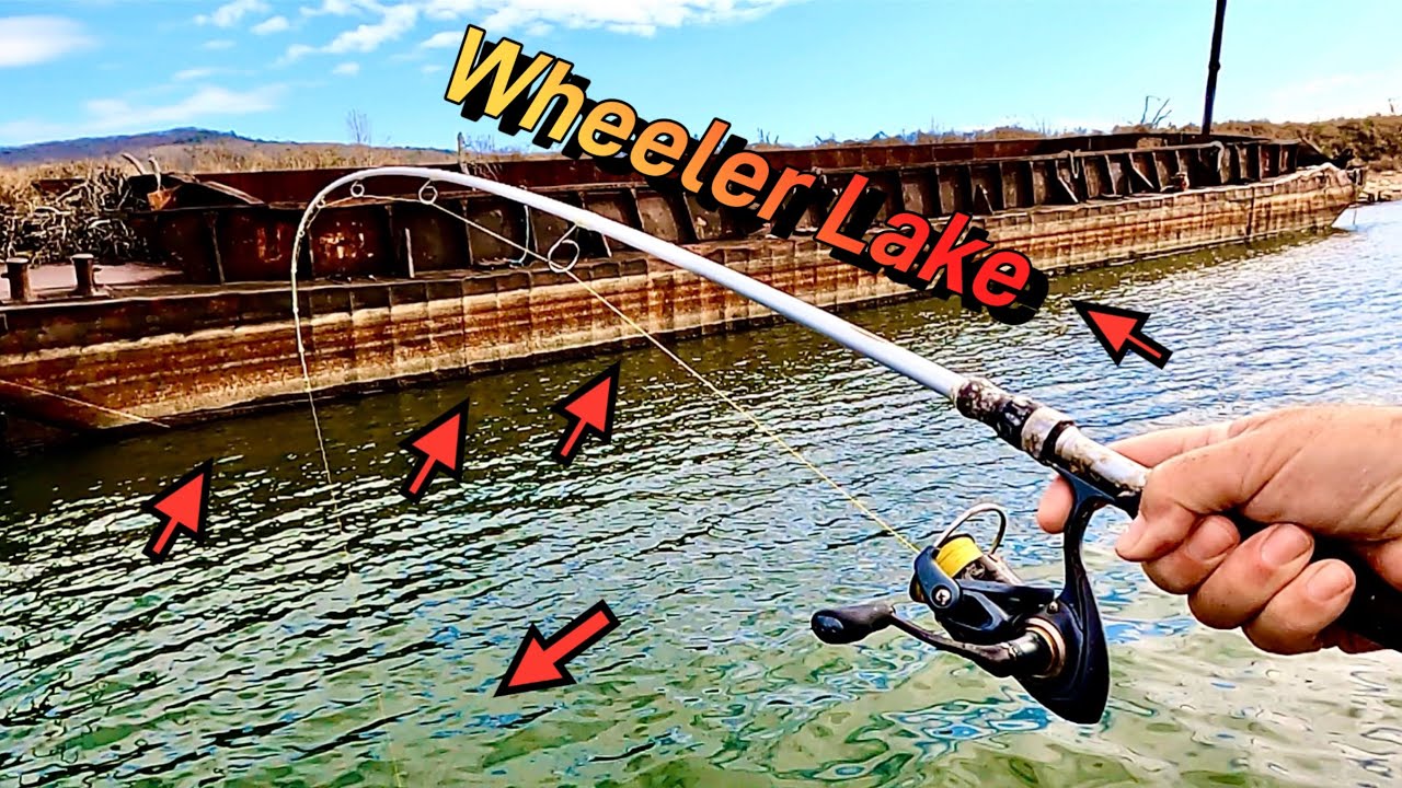 A FISHING BAIT that CATCHES 10X more FISH than a Artificial FISHING ...