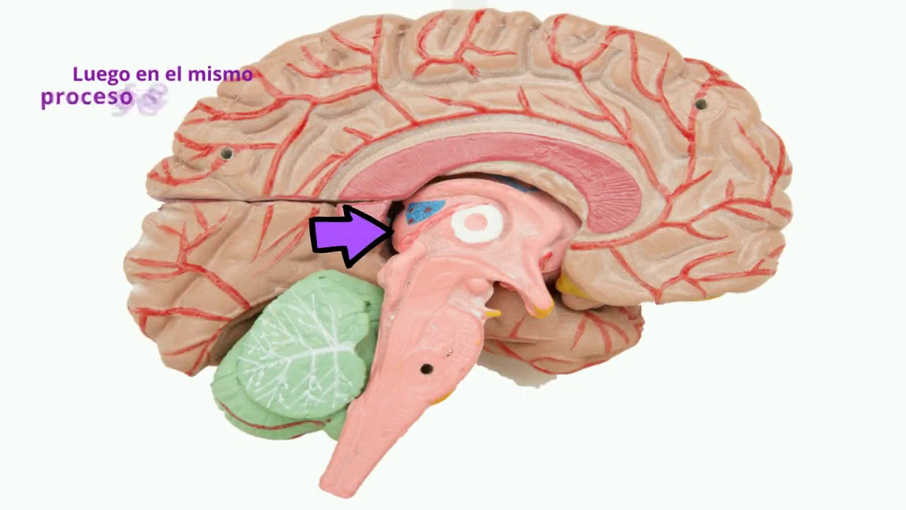 Induccion Neural Neuroectodermo Y Placa Neural Youtube 5868