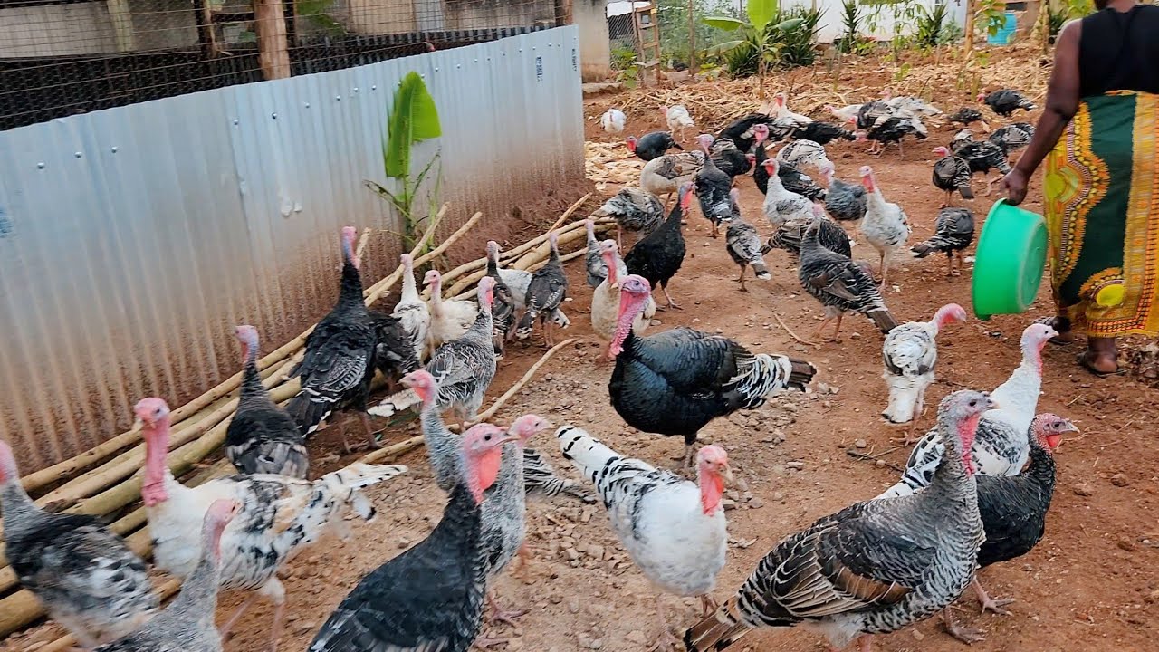 Turkey farming | Building a Turkey House pt2 | #uganda #chicken # ...