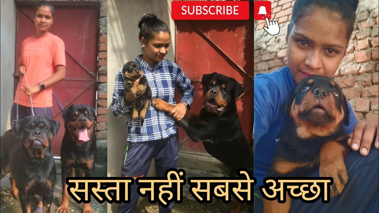 India's best Rottweiler puppies available for sale with kci paper and ...