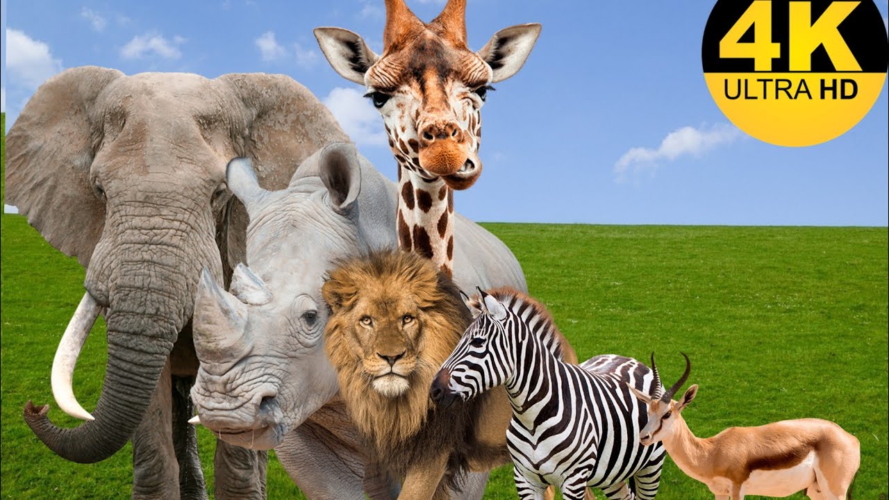 Amazing Scene of Wild Animals In 4K Scenic Relaxation Film - YouTube