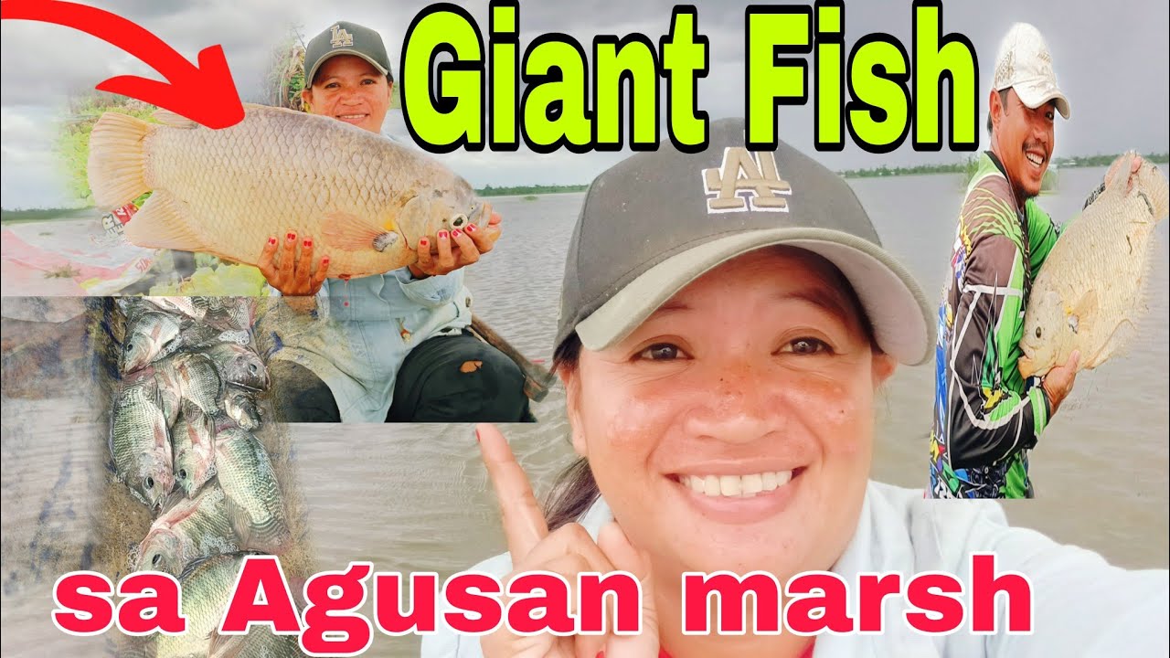 GIANT FISH AMING NAHULI SA SPOT NA ITO AT TILAPIA - YouTube