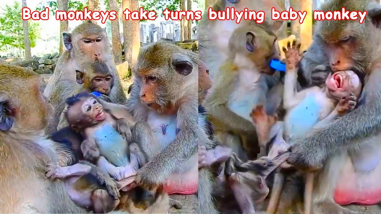 This female monkey is so evil, really hateful, one after another bully ...