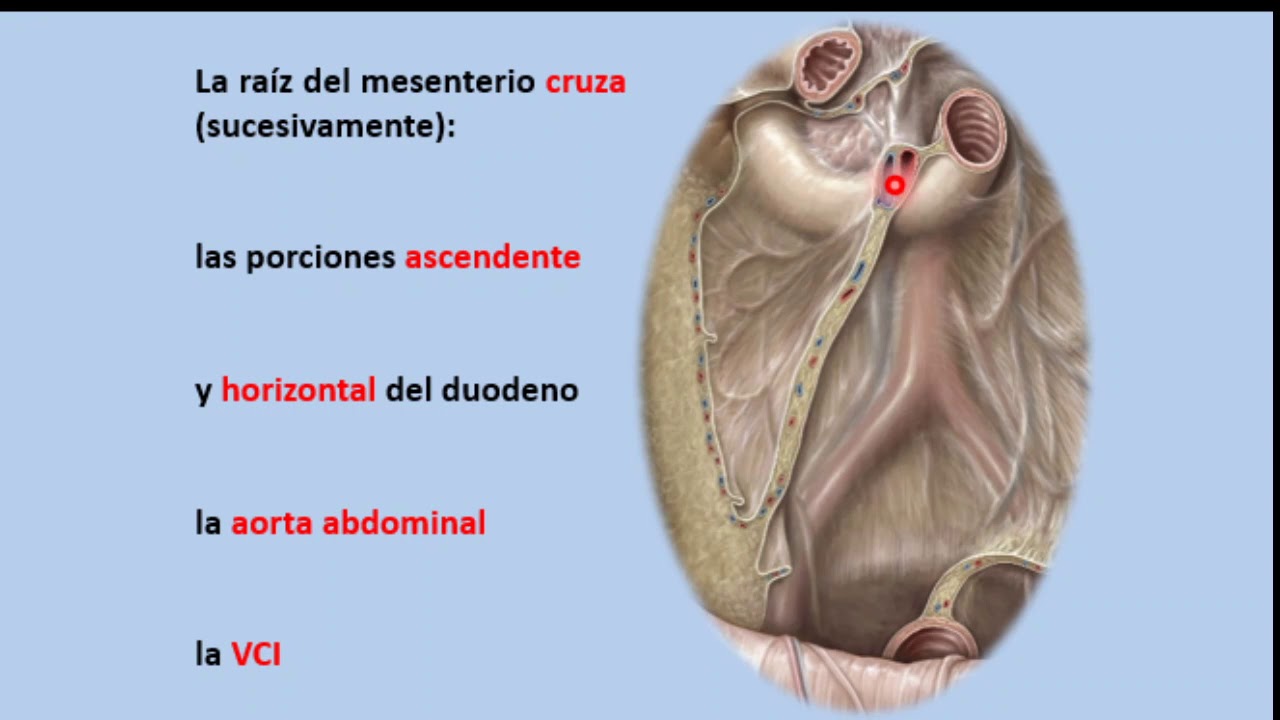 Yeyuno e Íleon - YouTube