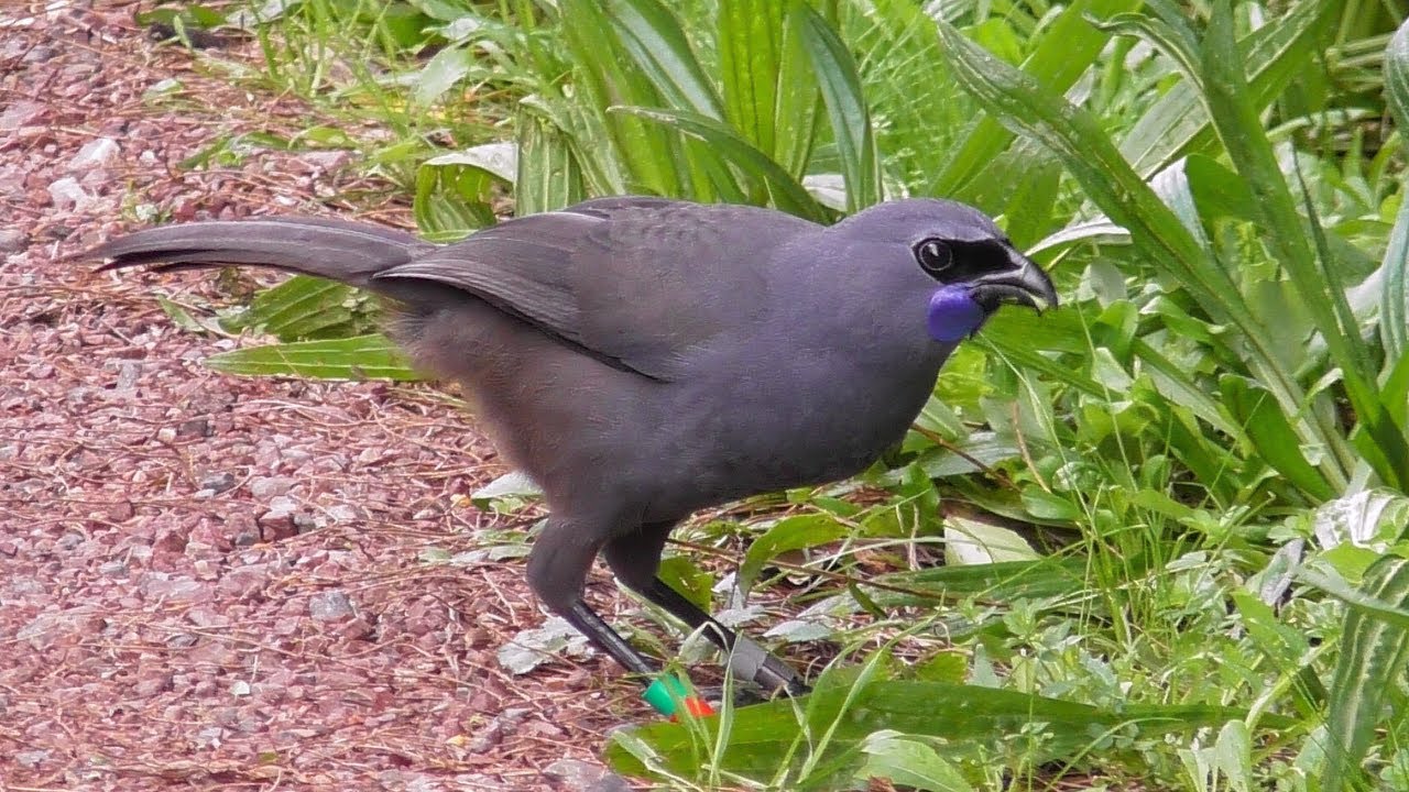 Tiritiri Matangi Island Sanctuary - New Zealand - YouTube
