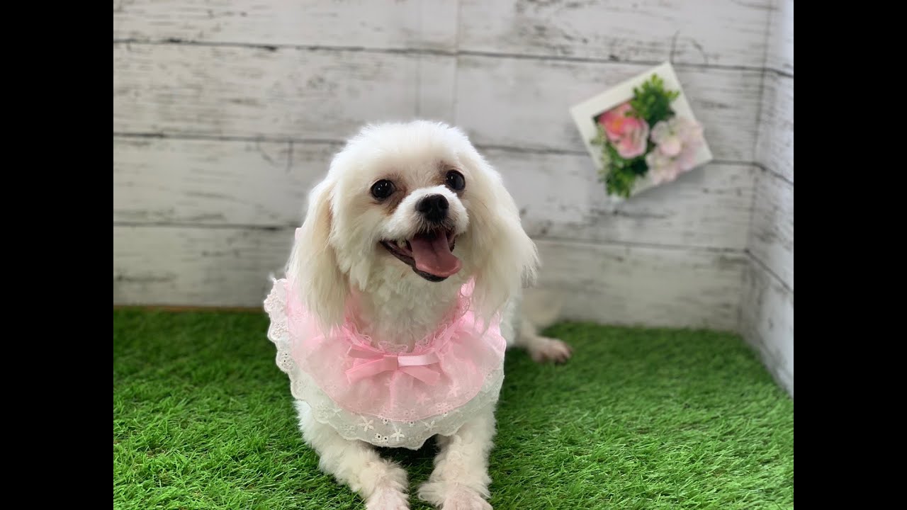 2022/5/7産まれ!！マルチーズ クルミの仔犬達☆彡 - YouTube