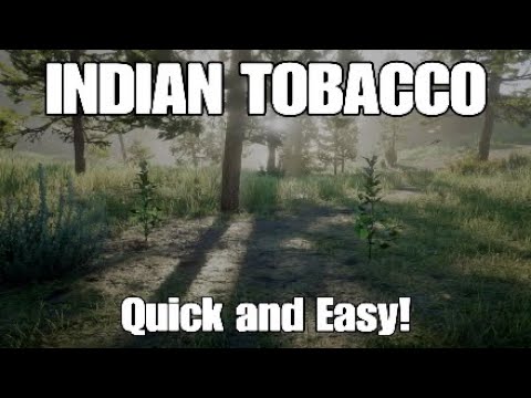 Indian tobacco rdr2 location Red dead online - YouTube