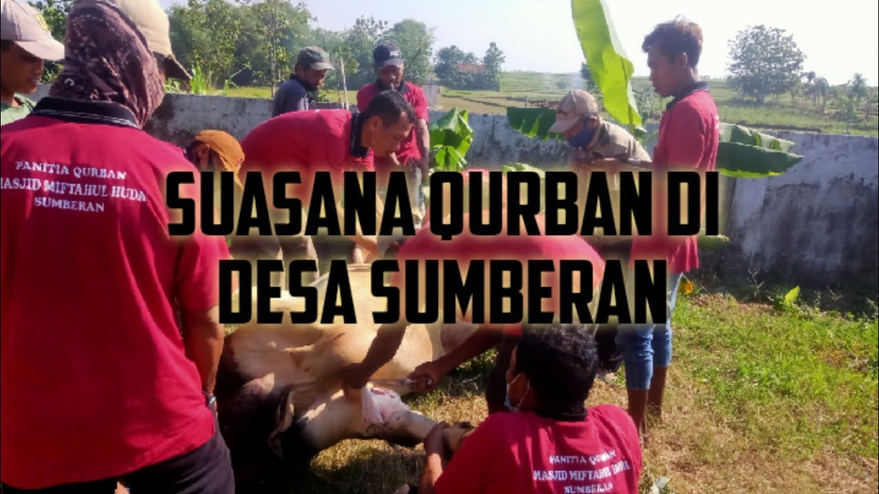 suasana Qurban di Desa Sumberan - YouTube