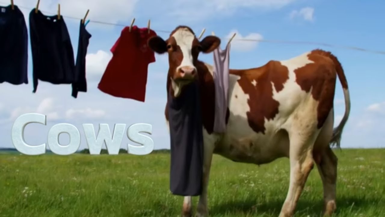Cows Helping With Laundry! 🐄 - YouTube