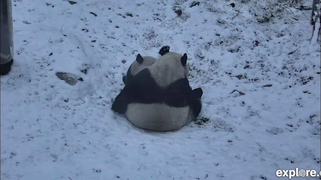My Mom Is Bao Bao 1-23-2023 - YouTube