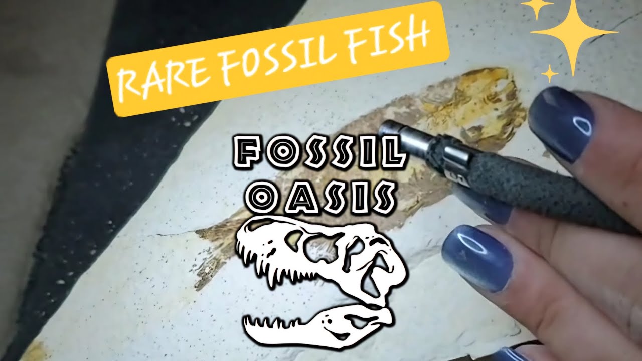 RARE GREEN RIVER FOSSIL FISH - Hiodon falcatus fossil preparation HAND ...
