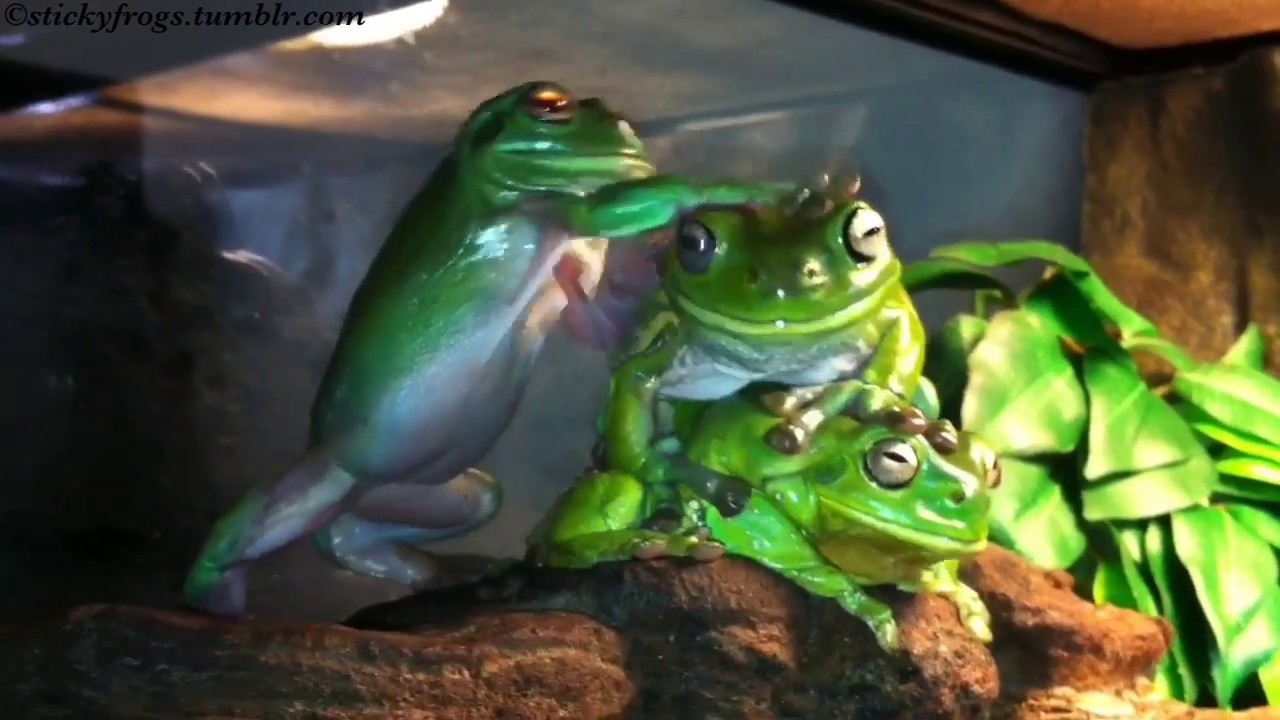 The first Stable Stickyfrogs Three-Frog Stack! (Topped with a Proud ...