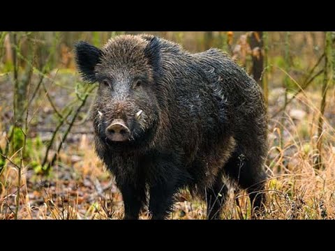 Central European Boar Sound Effects - YouTube