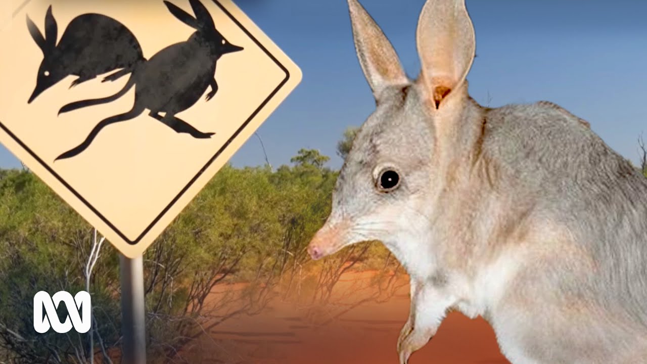 Endangered bilbies destined for new home in the Northern Territory ...