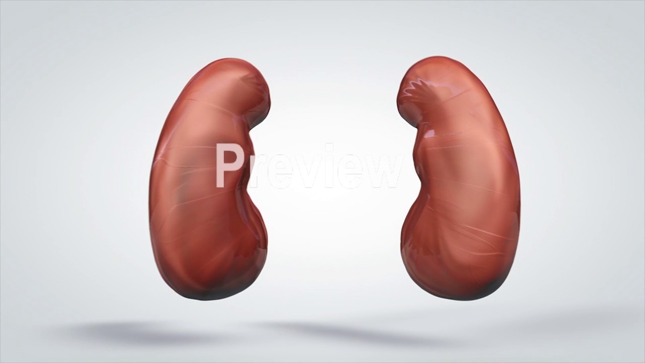3d animated model rotating human kidneys bkPVWcZ B - YouTube