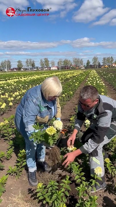 Малышка Петит Черри #ВераГлухова #СадовыйцентрВерыГлуховой #гортензии # ...