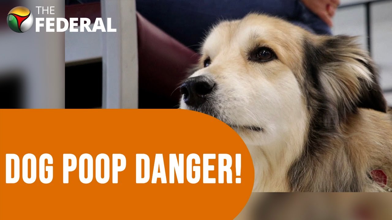 Dog poop creates serious health issues in humans | The Federal - YouTube