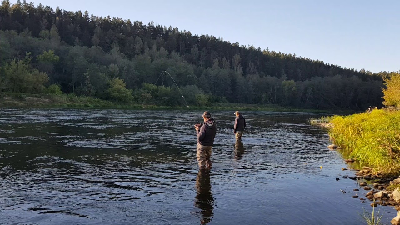 Salmon fishing in Lithuania (amazing fight with huge salmon) / Lašišų ...