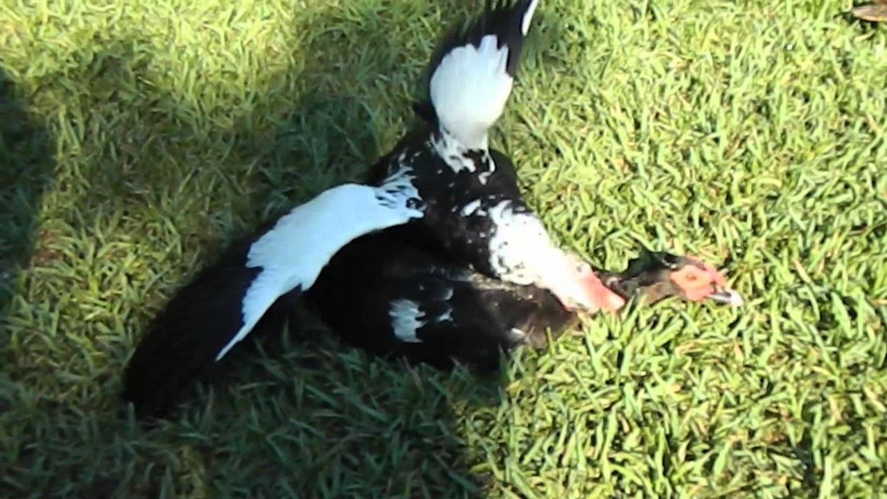 Young Muscovy duck takes on the dominant male and gets dominated - YouTube