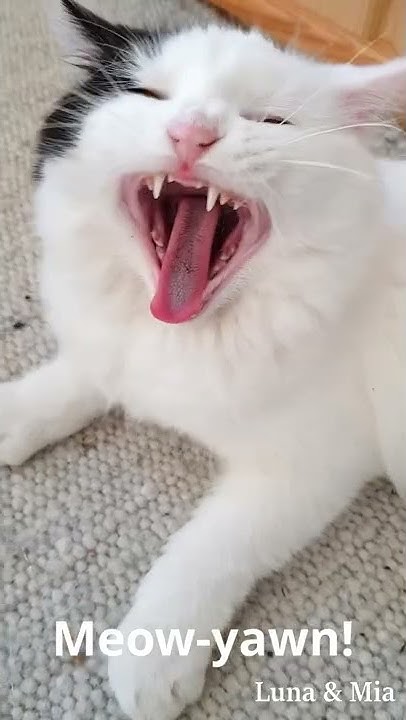 Cat Meows & Yawns At The Same Time | Kitten's First Time Catnip Reaction (Part 2) - YouTube