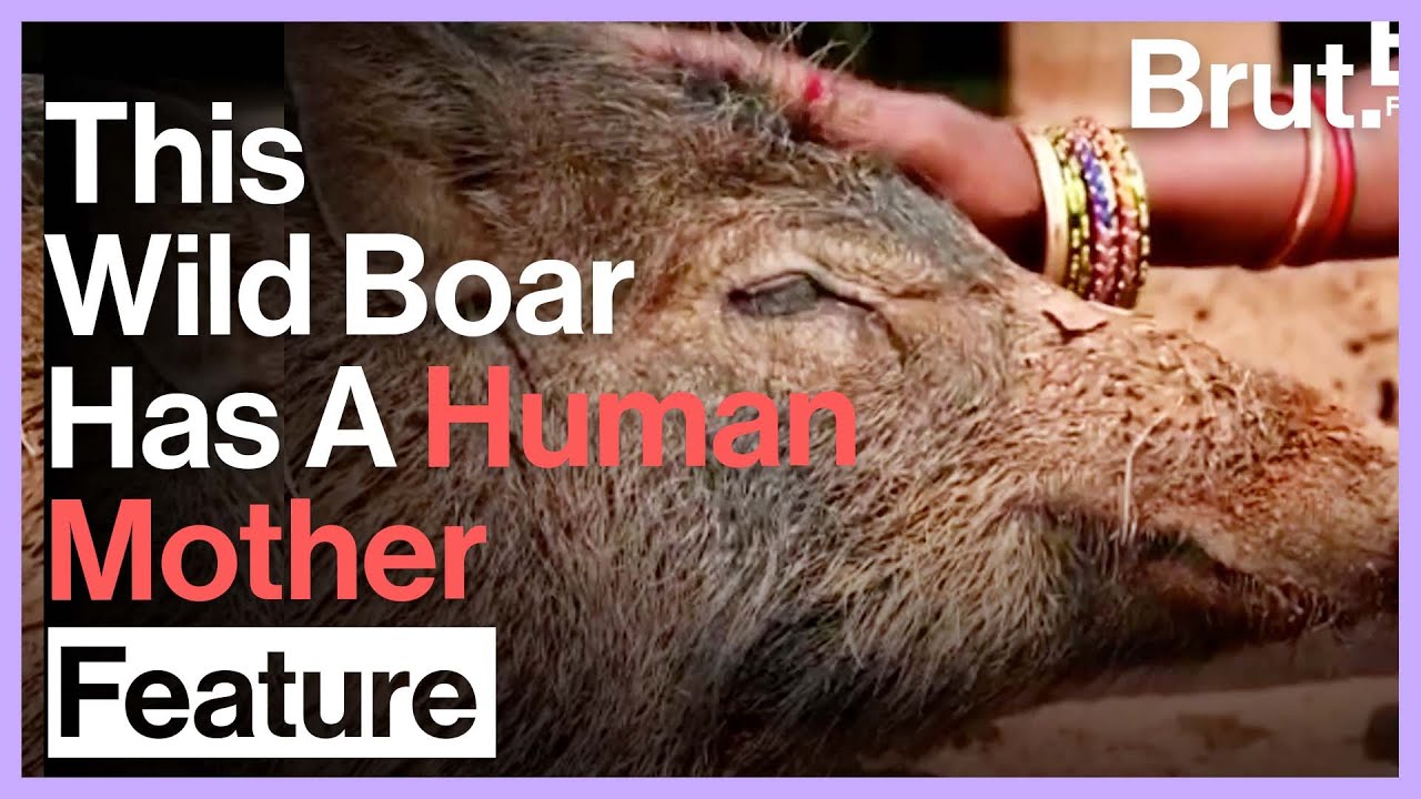 Wild Boar Finds Its Way Back To Human Mother - YouTube