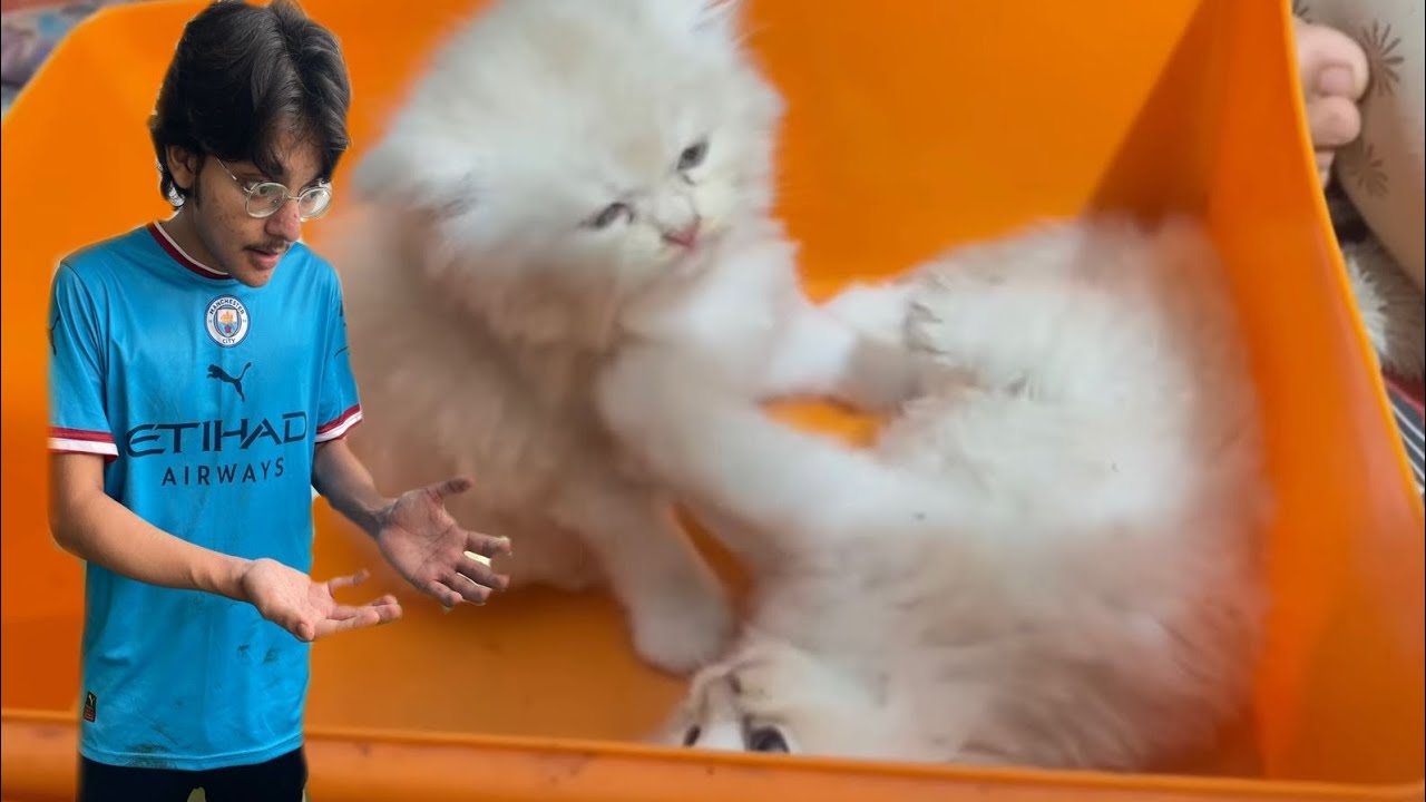 Vampire Yt Ki Cats ki Triming karwadi 😭 - YouTube