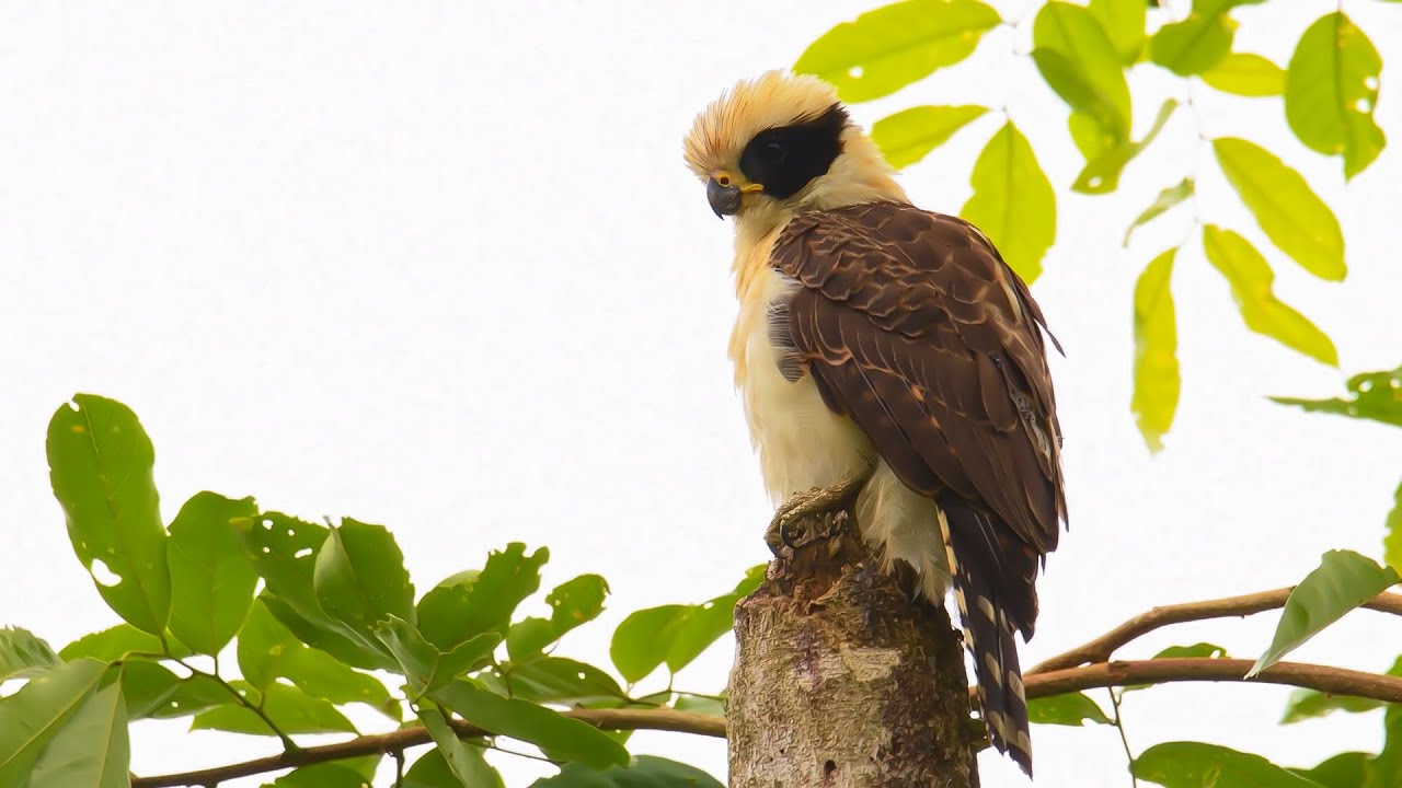 Falconry: The Laughing Falcon - YouTube