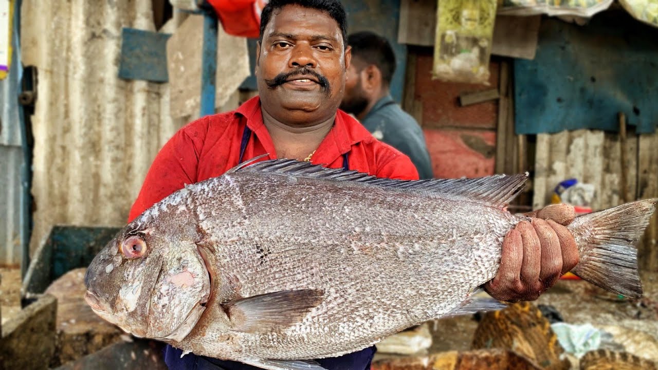 KASIMEDU 🔥 SPEED SELVAM | BIG SIZE UDHADI FISH CUTTING VIDEO | 4K VIDEO ...