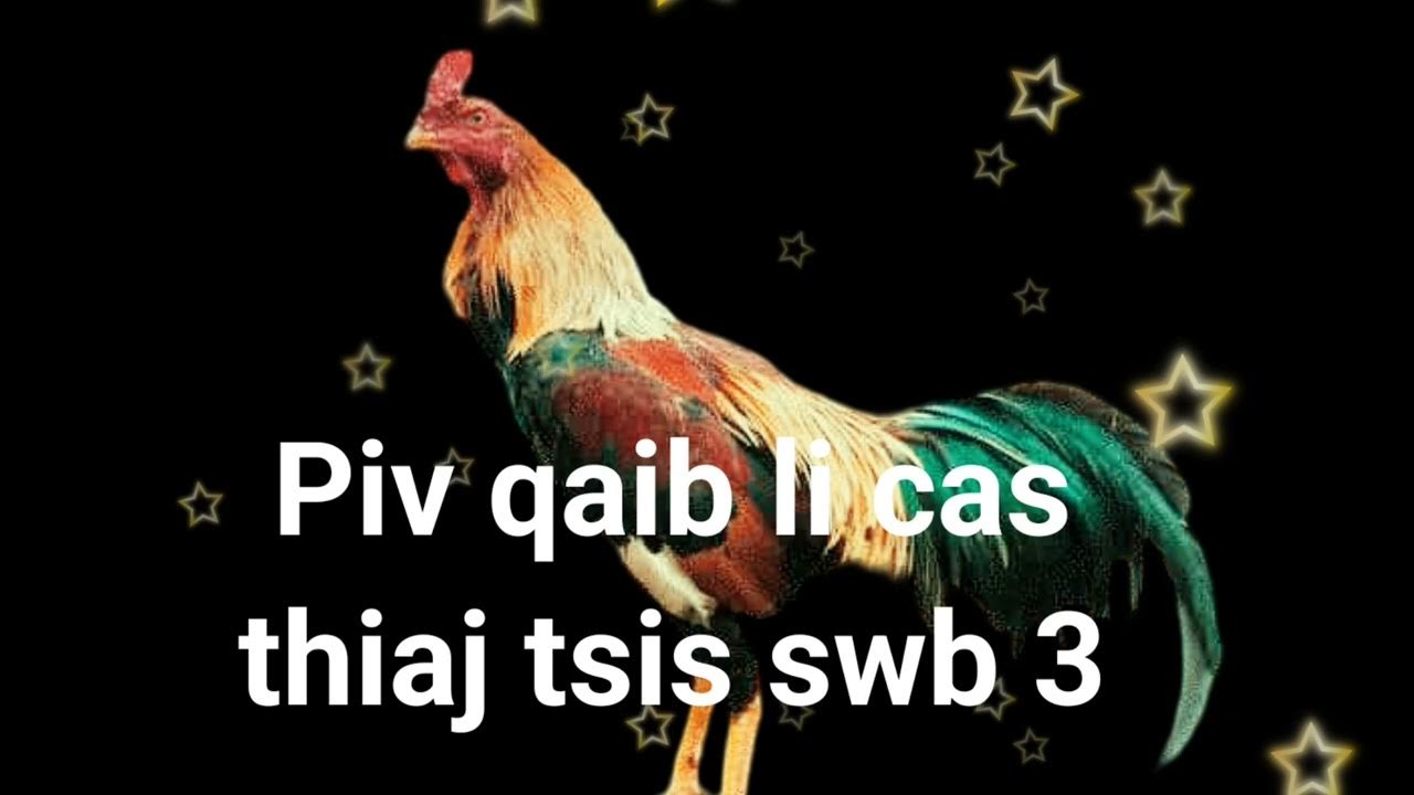 Piv qaib sib ncaws li cas thiaj li tsis swb ep 3 - YouTube