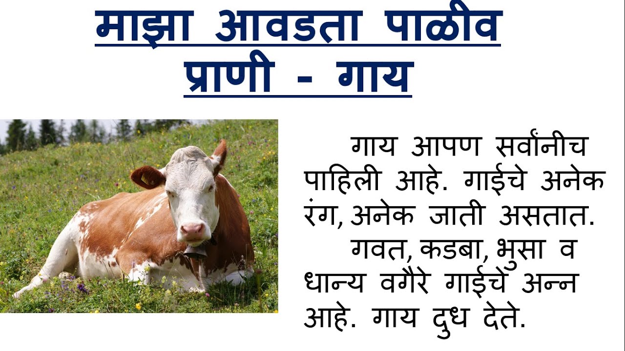 गाय - माझा आवडता प्राणी निबंध | Maza avadta prani marathi nibandh ...