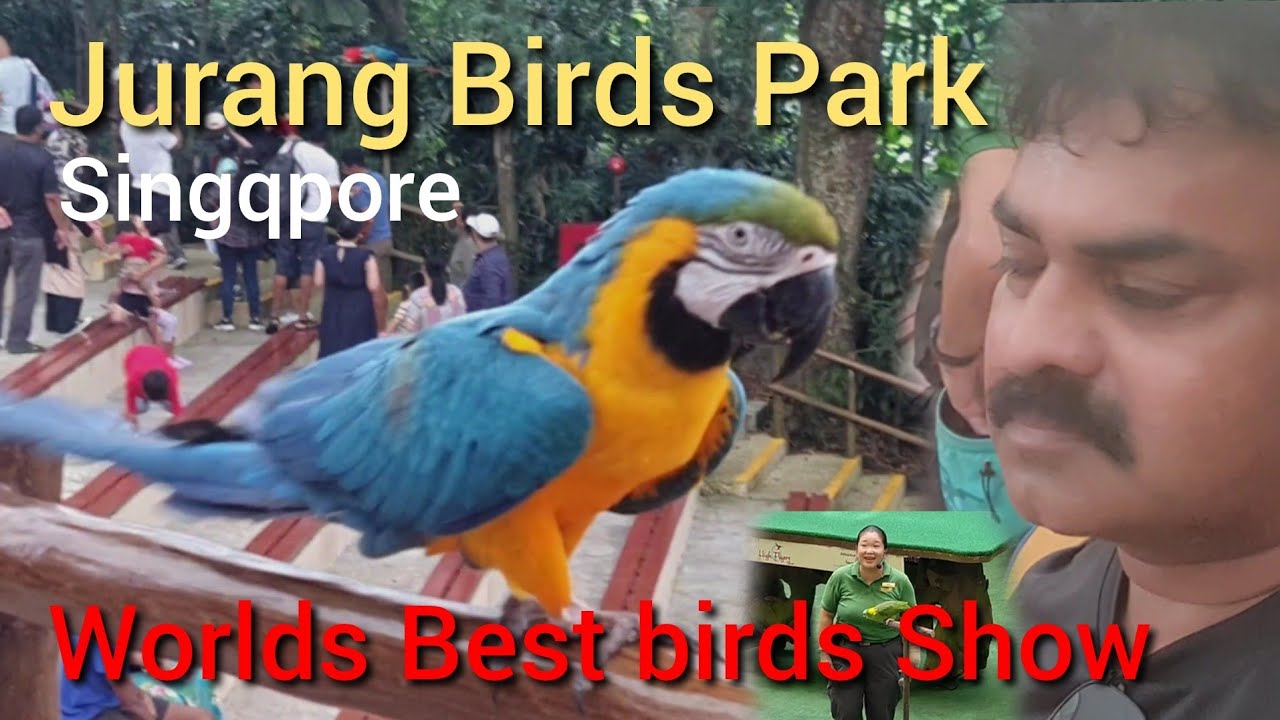 jurang birds show singapore... world best birds show.. మీ GRV - YouTube