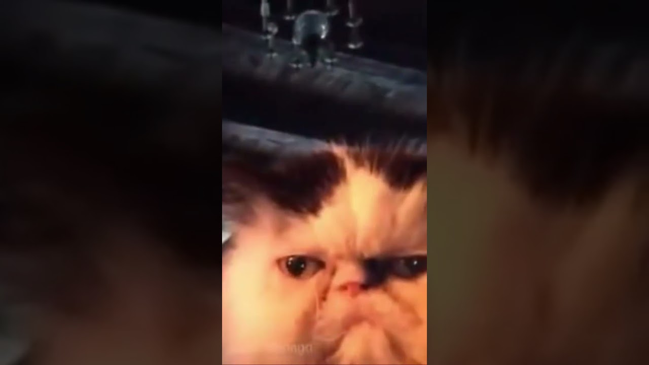 Diabeetus Cat