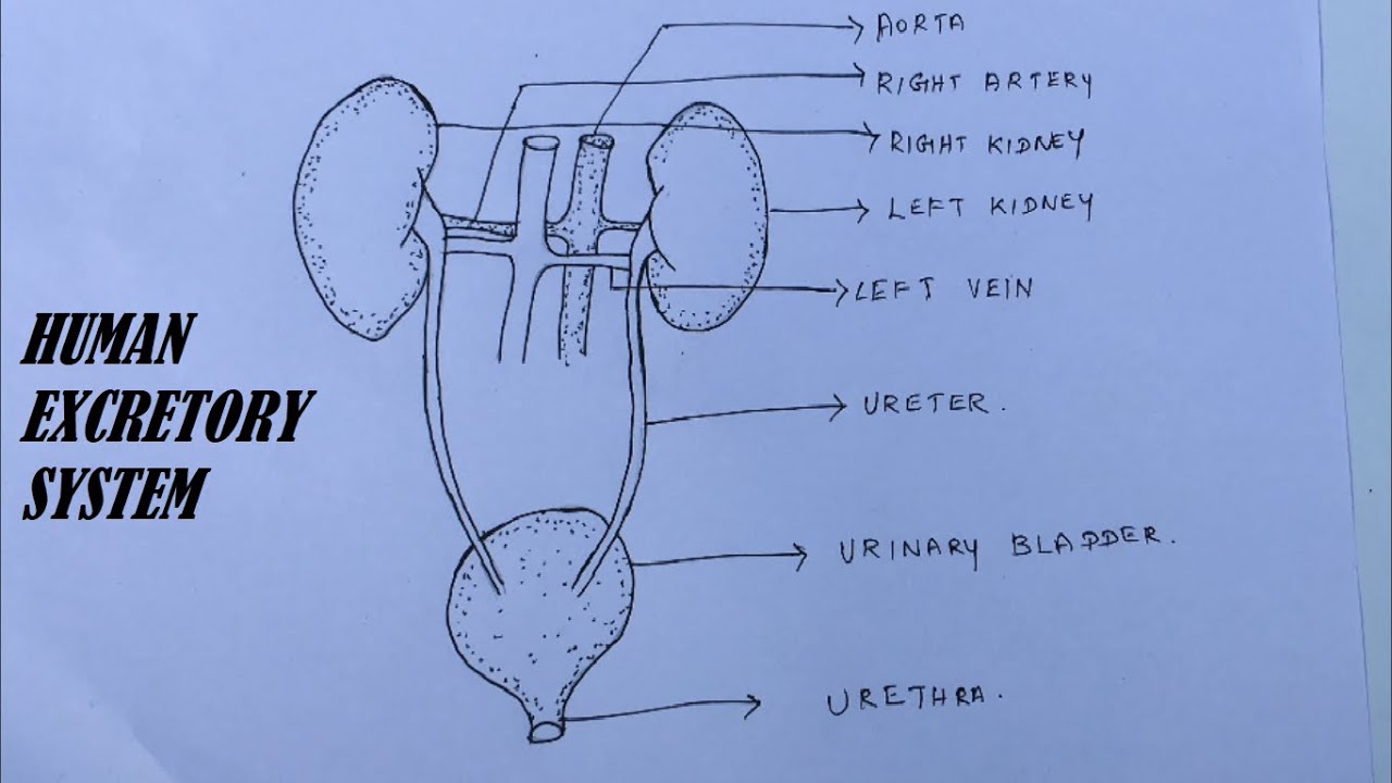 Human Excretory System | How to draw Human Excretory system easily ...