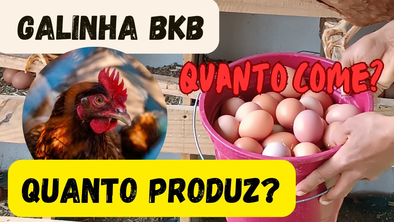 Quanto consome de ração por dia uma galinha? Galinha da linhagem BkB ...
