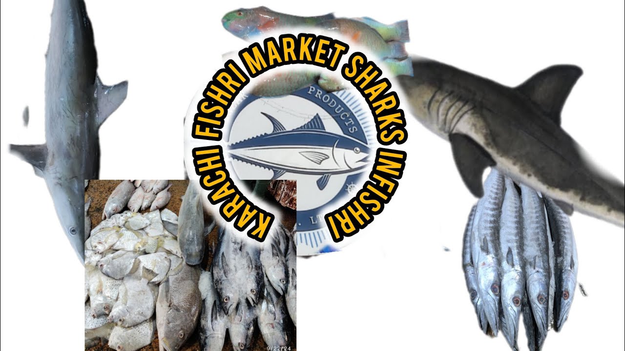 Karachi fishery market Sharks in fishery very reasonable prices - YouTube