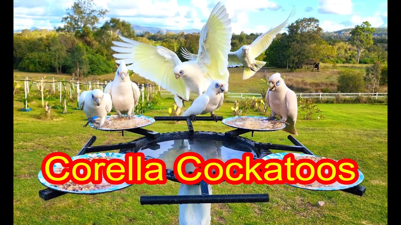Australian wildlife Corella Cockatoos - YouTube
